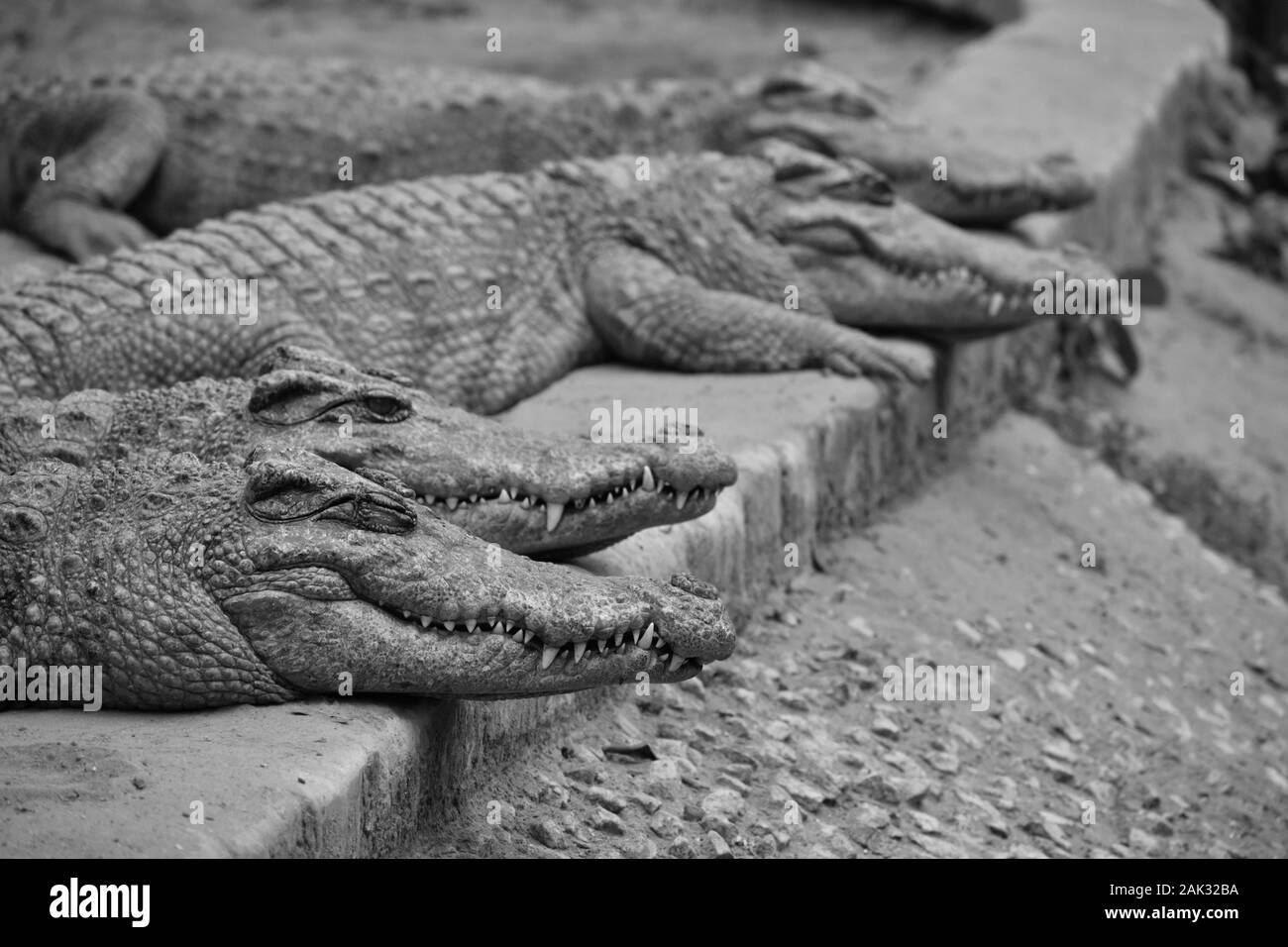 Wild row Black and White Stock Photos & Images - Alamy