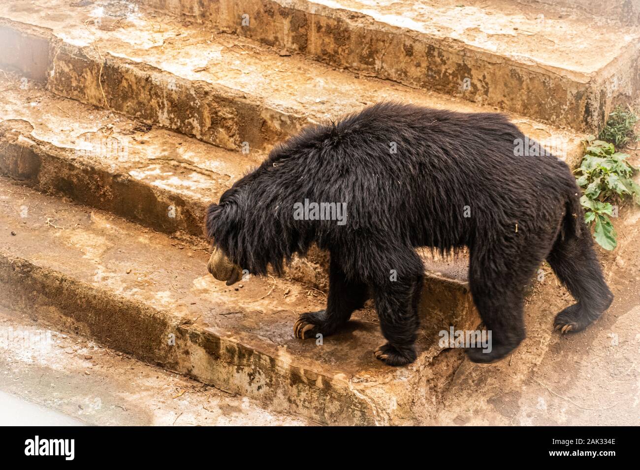 India black bear Stock Photo - Alamy