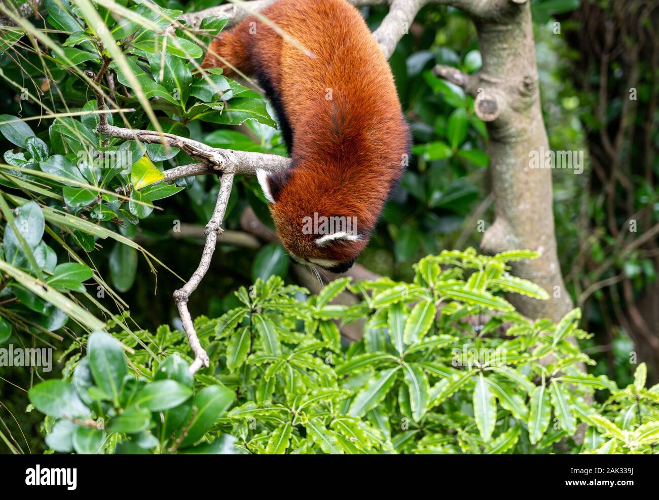 Red Panda climbing tree; red panda on a tree Stock Photo - Alamy
