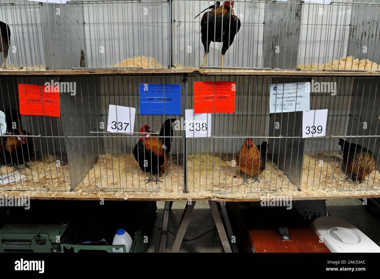 Poultry display hi-res stock photography and images - Alamy