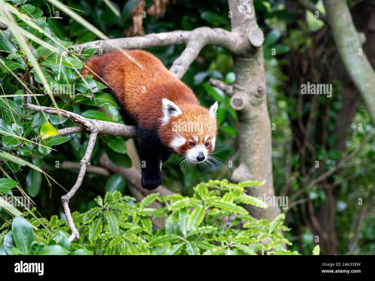 Red Panda climbing tree; red panda on a tree Stock Photo - Alamy