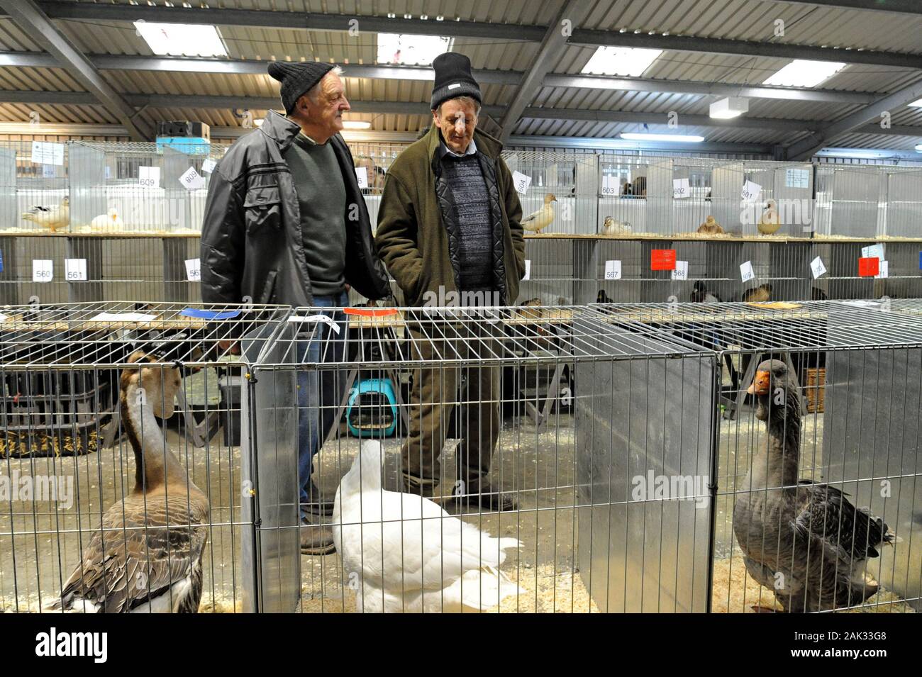 People examining poultry and geese on display at the Royal Welsh Winter ...