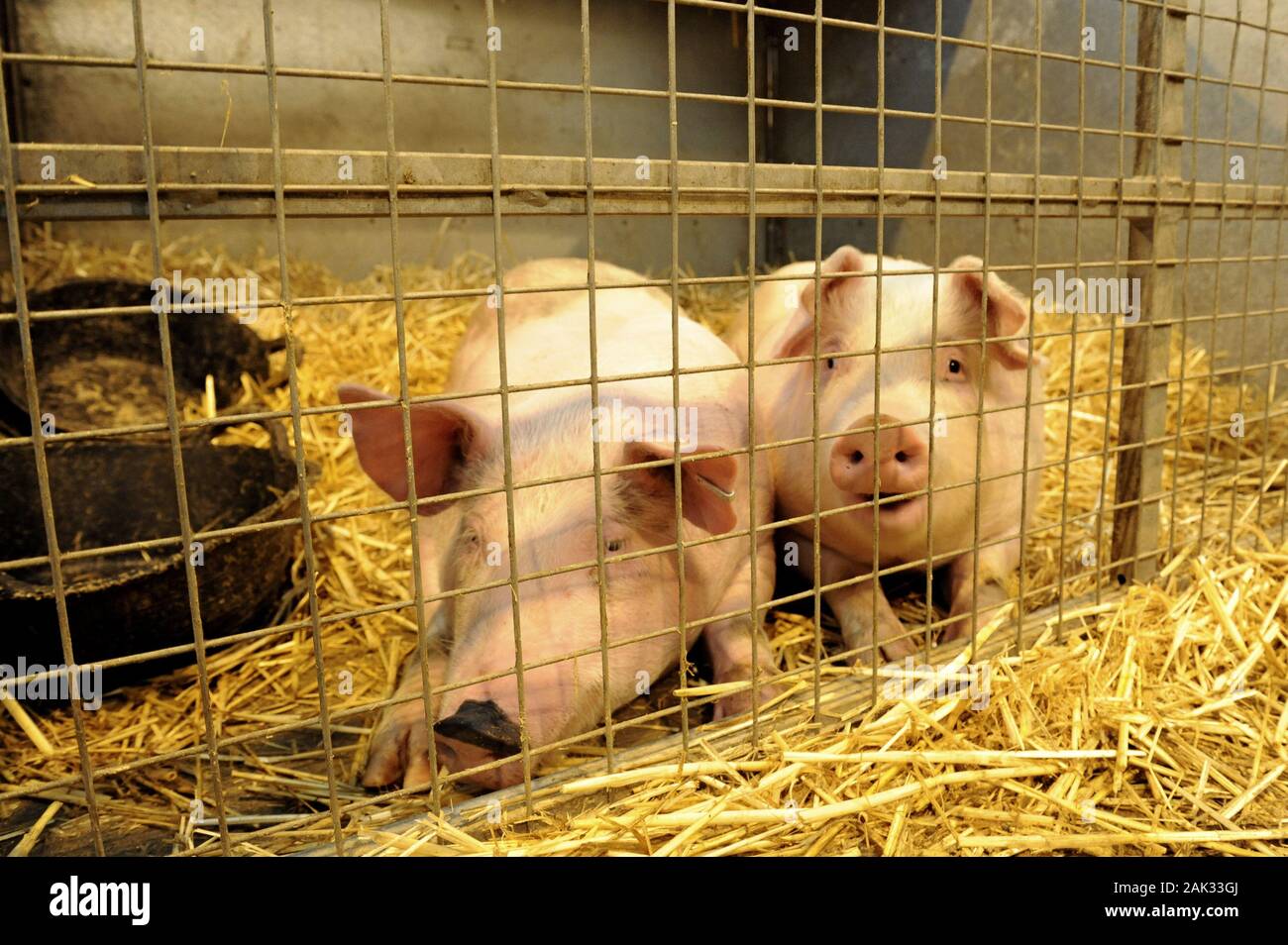 Pig display hi-res stock photography and images - Alamy
