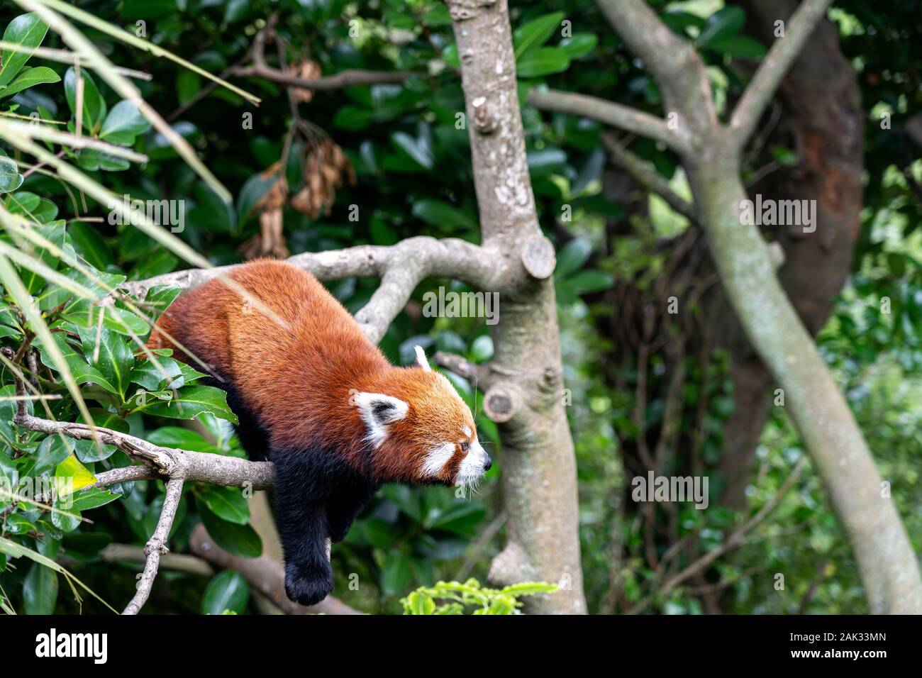 Red Panda climbing tree; red panda on a tree Stock Photo - Alamy