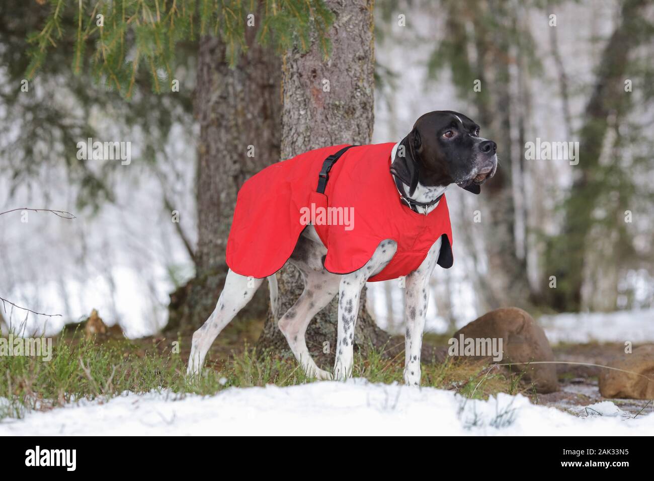 Dog english pointer standing in the forest Stock Photo - Alamy
