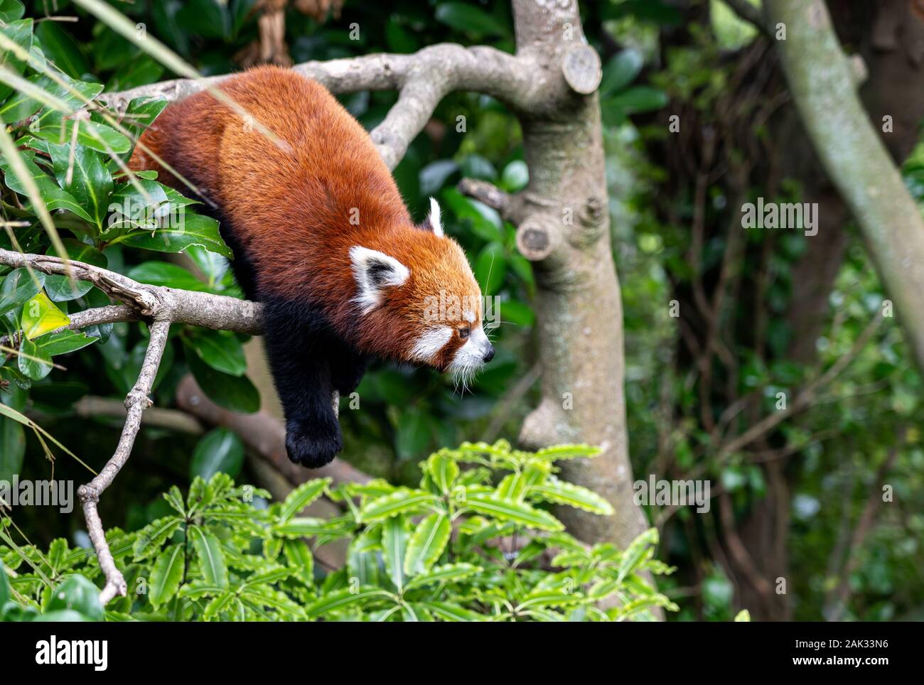 Red Panda climbing tree; red panda on a tree Stock Photo - Alamy