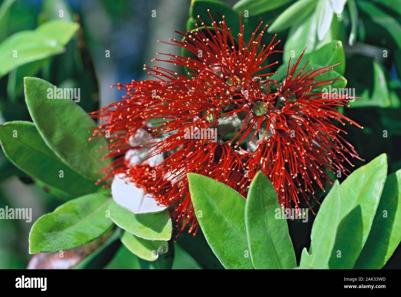 Red blooms decorate the Pohutukawa Tree that is also known as New ...