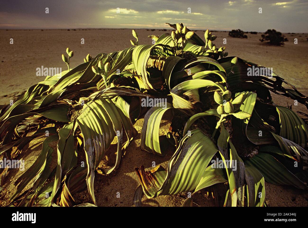 Welwitschia plants hi-res stock photography and images - Alamy