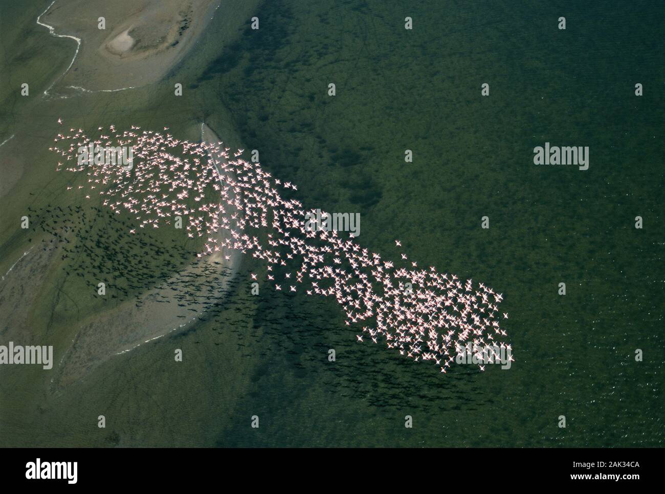 Big swarms of flamingos live at the atlantic coast near Walvis Bay ...