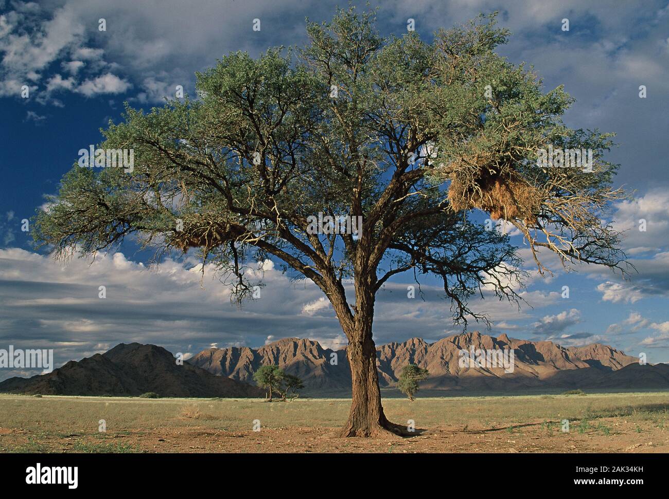 View of a tree in front of the Naukluft mountains in the Namib desert ...