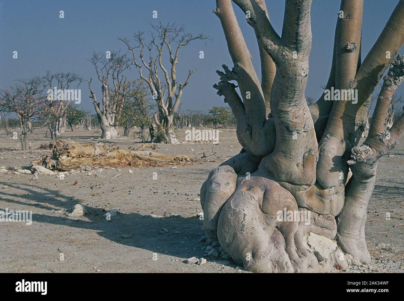 Moringa Trees in the camp Okaukuejo in the Etosha National Park ...