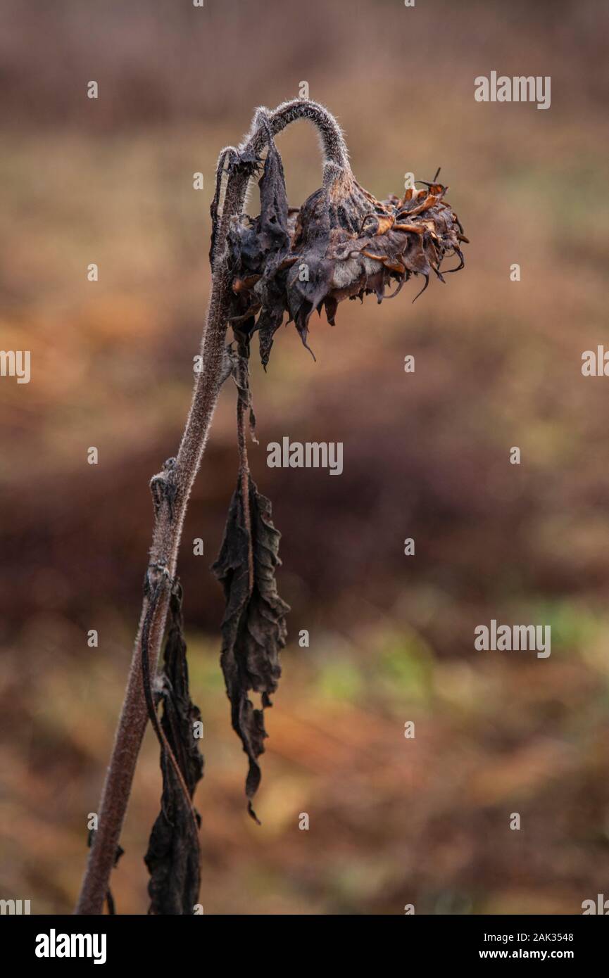 Rotten sunflower hi-res stock photography and images - Alamy