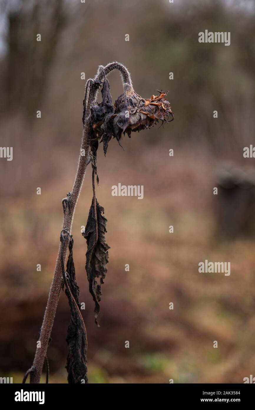 Rotten sunflower hi-res stock photography and images - Alamy
