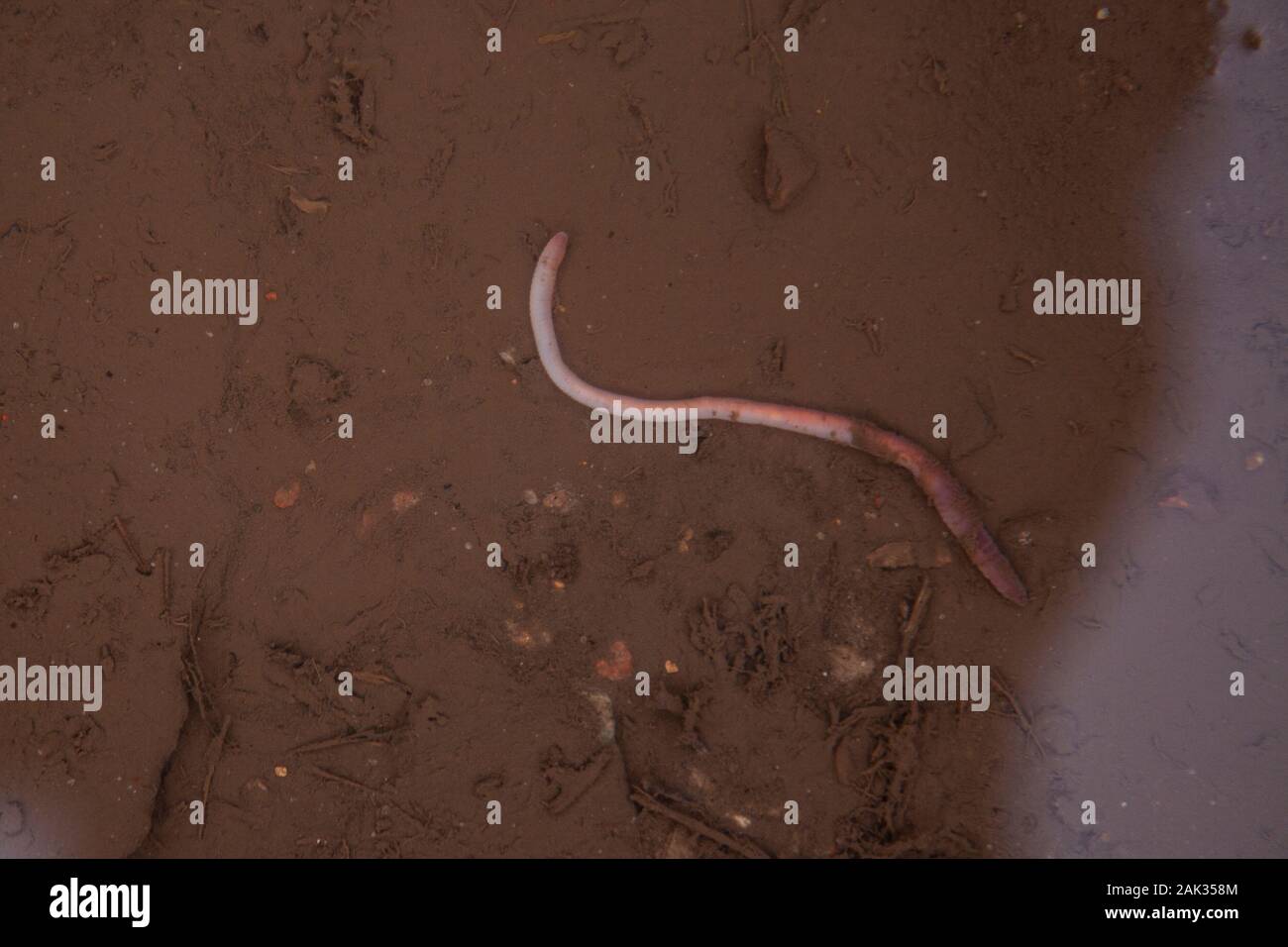 earthworm in the water after rainfall Stock Photo - Alamy