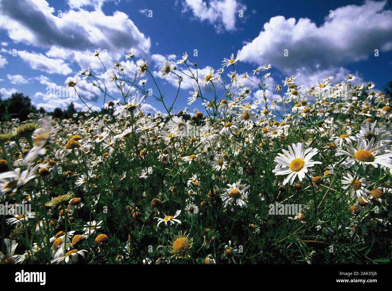 View of blooming flower field in spring in the Baltic States. (Undated ...