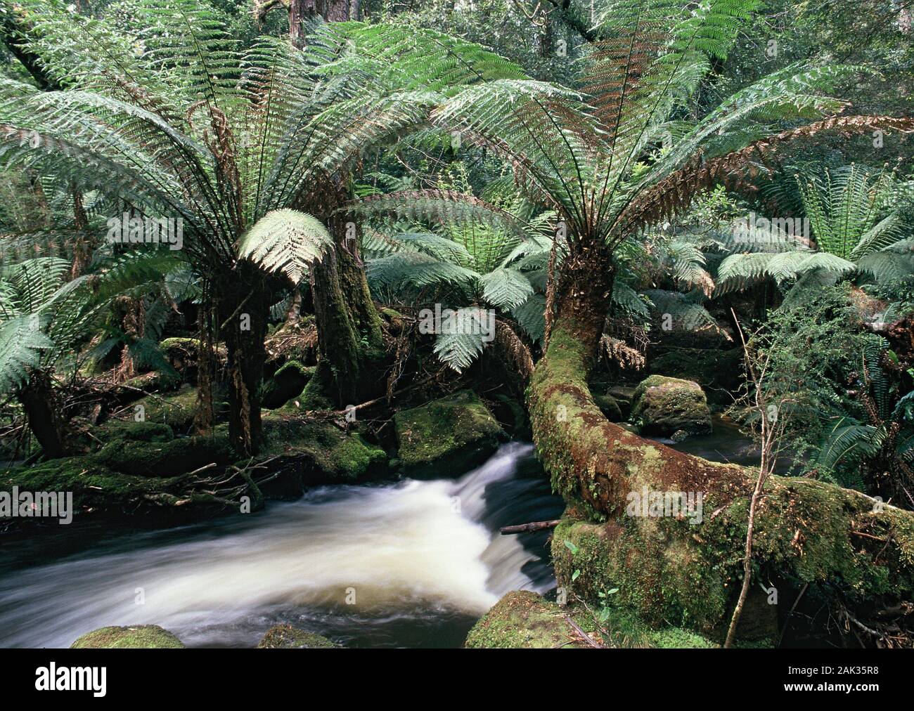 View of ferns at a creek in the Mount Field National Park in Tasmania ...