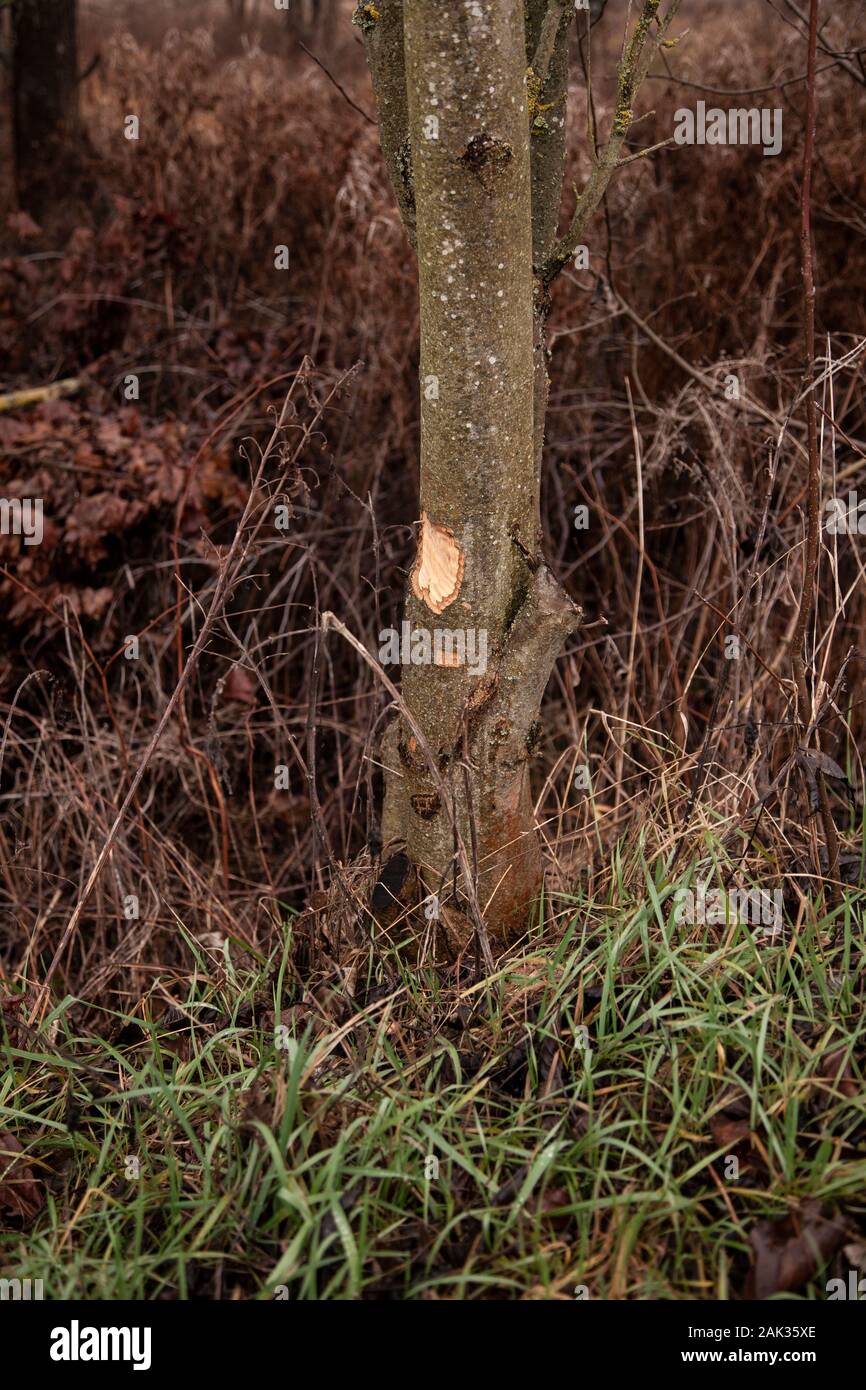 trees cut by beavers, teeth marks on trees Stock Photo - Alamy