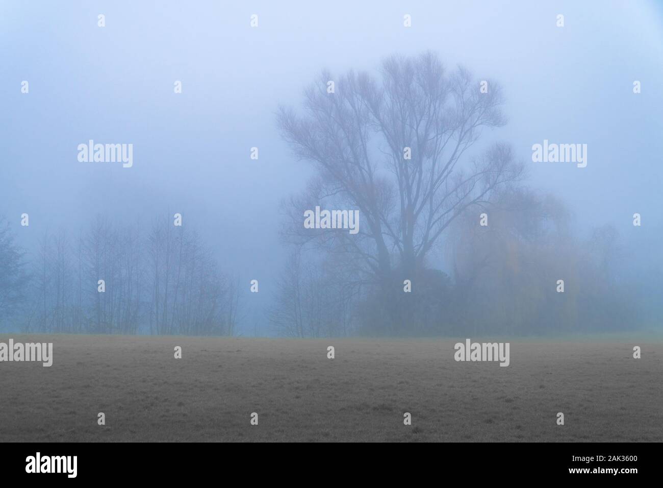 Big tree dawn in spring hi-res stock photography and images - Alamy
