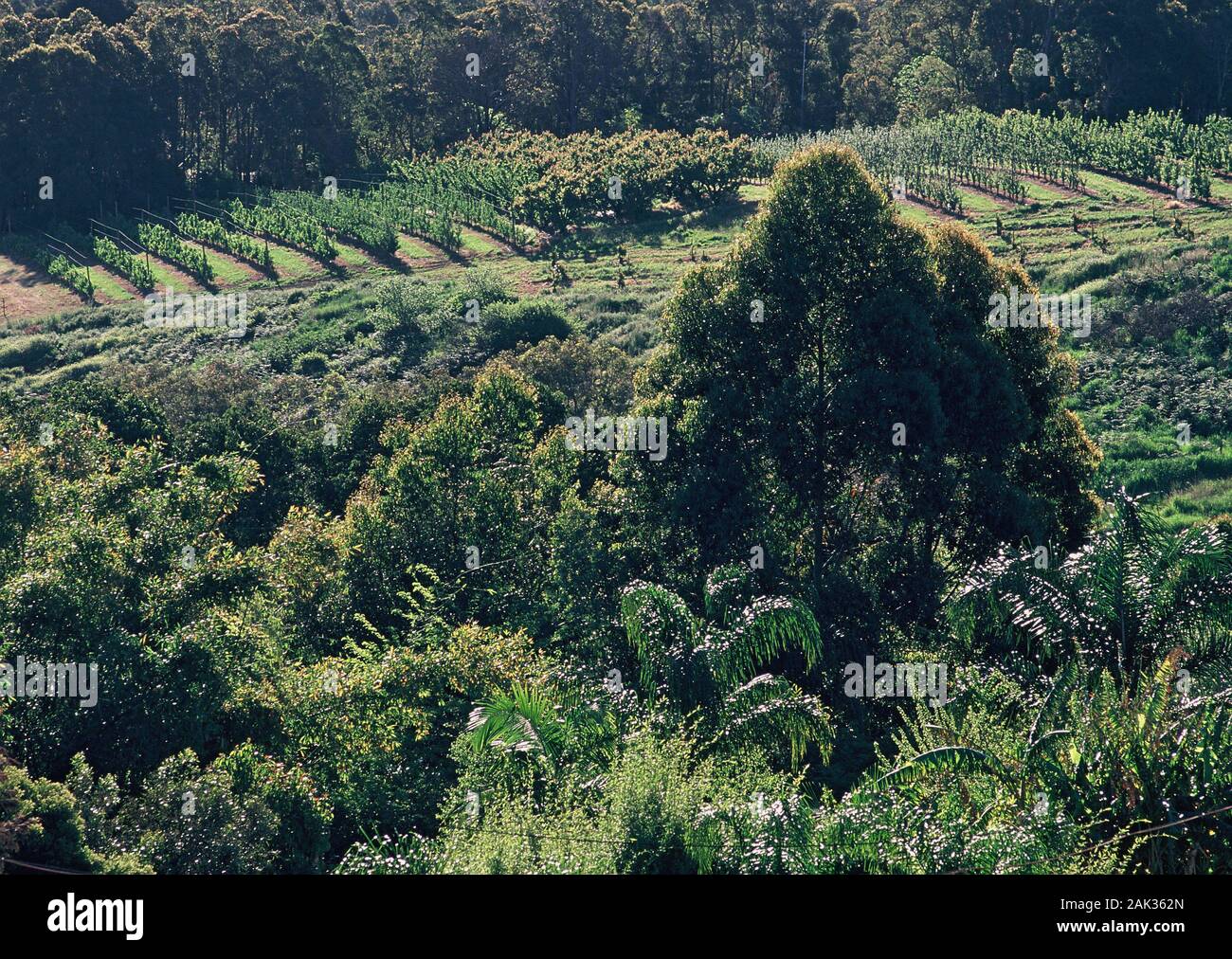 View of vineyards and orchards nearby Armdale in Western Australia ...