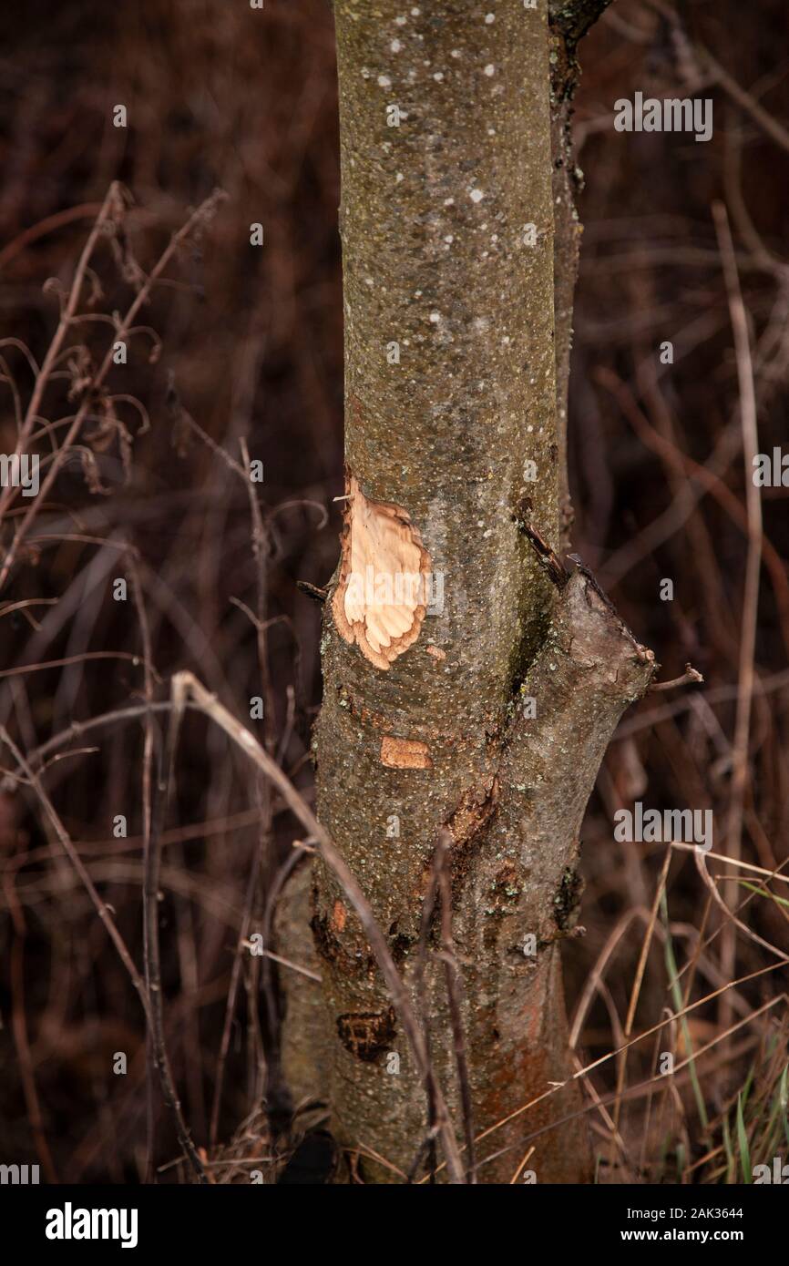 trees cut by beavers, teeth marks on trees Stock Photo - Alamy
