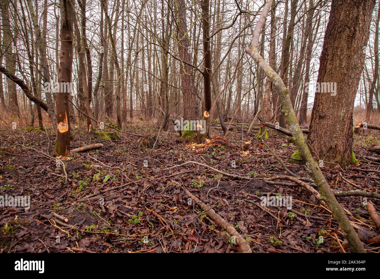 trees cut by beavers, teeth marks on trees Stock Photo - Alamy