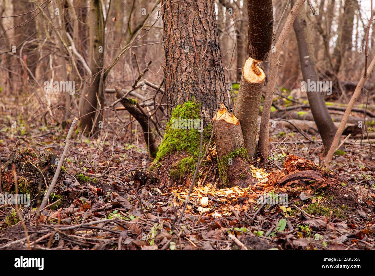 trees cut by beavers, teeth marks on trees Stock Photo - Alamy