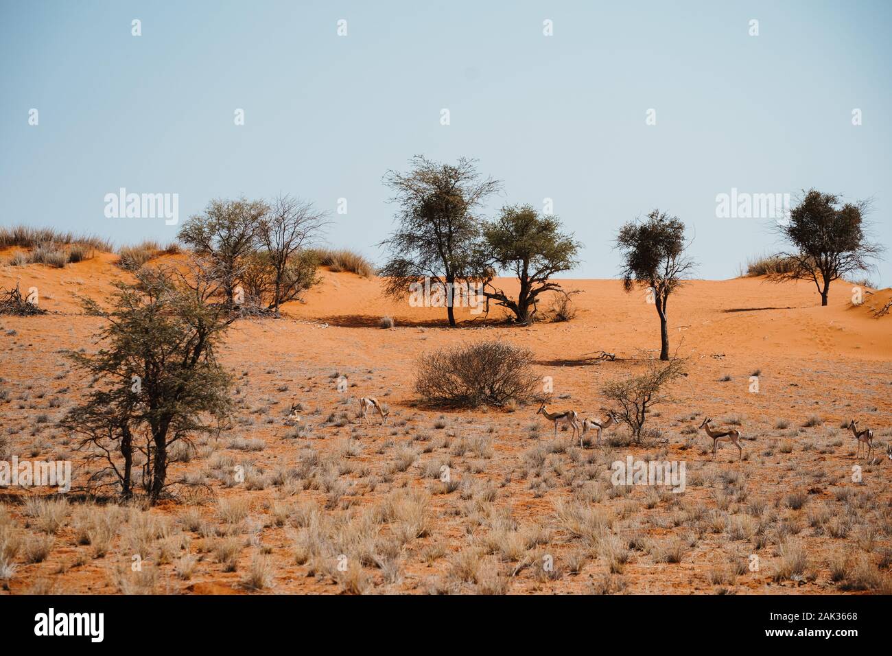 Namibia kenya hi-res stock photography and images - Alamy