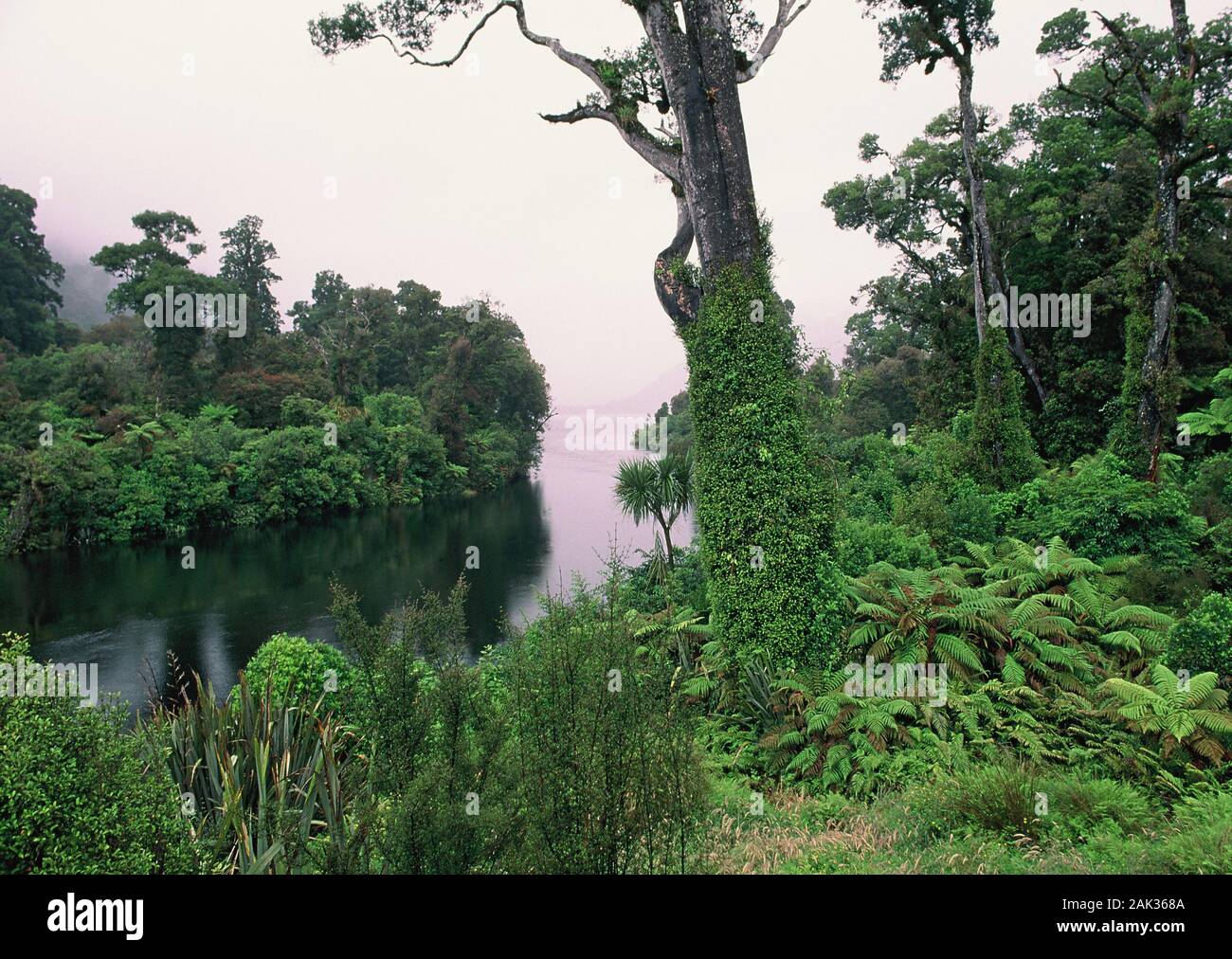 Dense rainforest covers the rain-laden western coast of the South ...