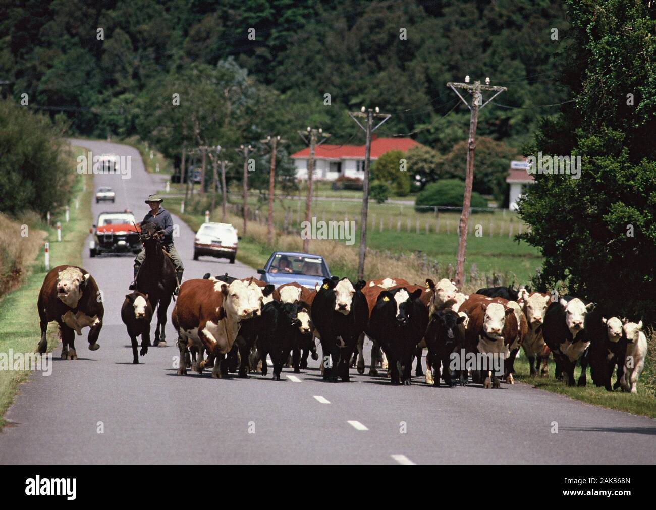 Cattle droving hi-res stock photography and images - Alamy