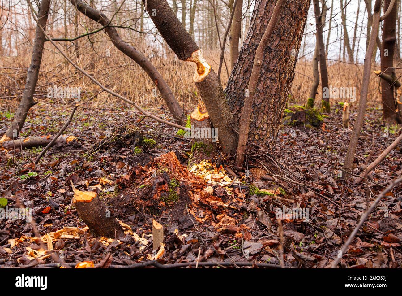 trees cut by beavers, teeth marks on trees Stock Photo - Alamy