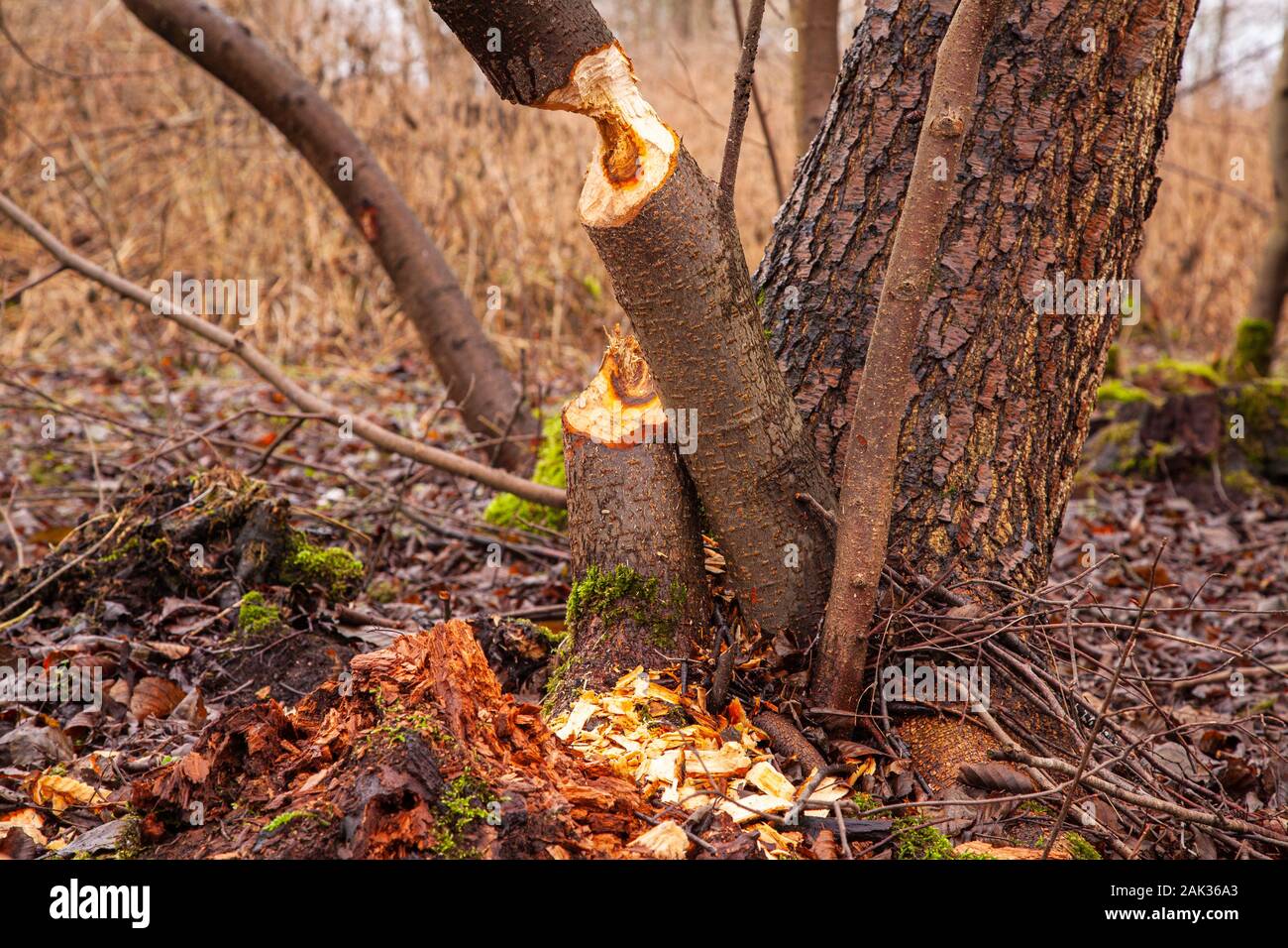 trees cut by beavers, teeth marks on trees Stock Photo - Alamy