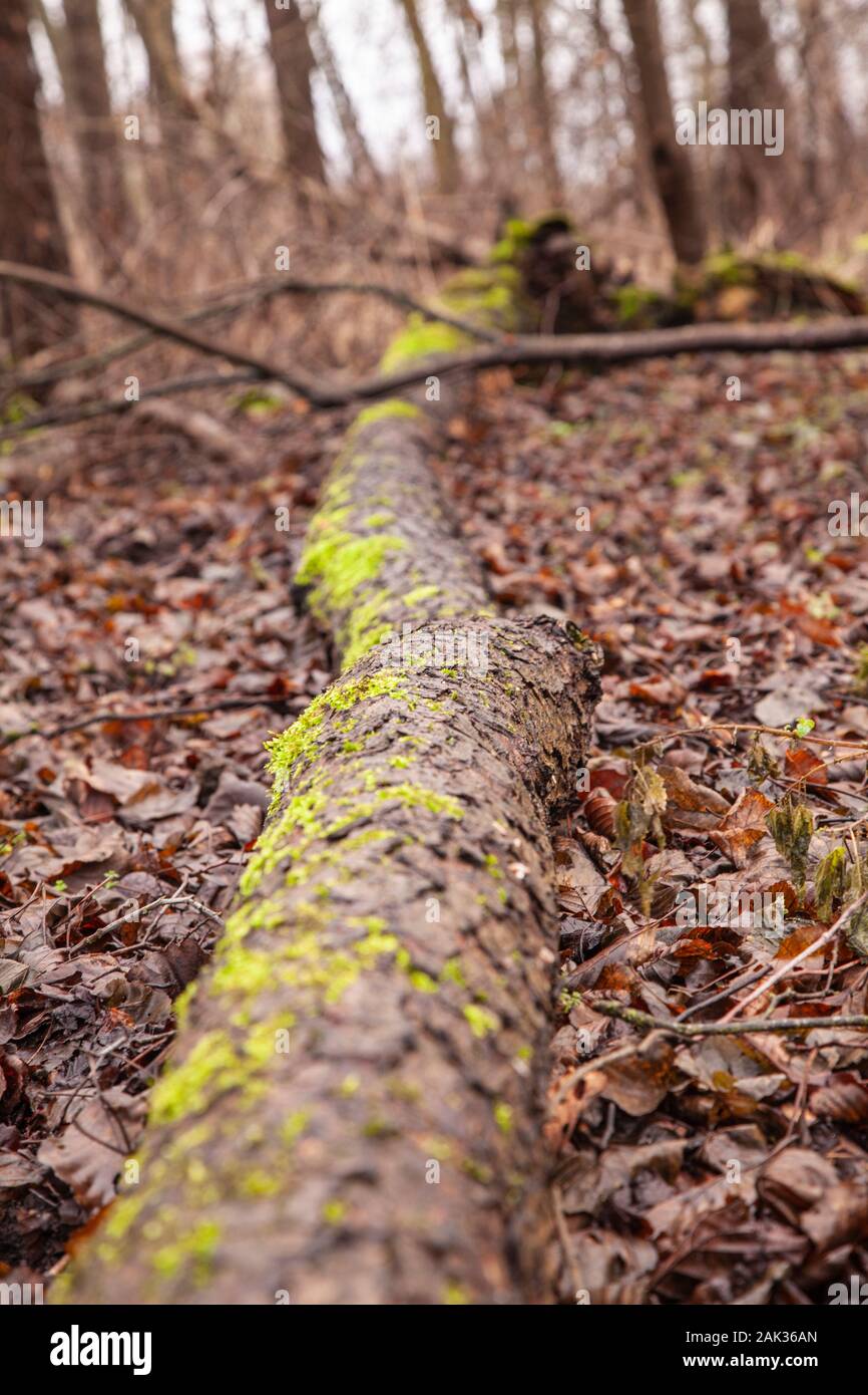 tree overgrown with green moss Stock Photo - Alamy