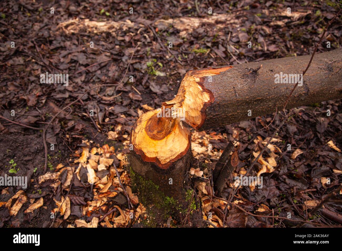 trees cut by beavers, teeth marks on trees Stock Photo - Alamy