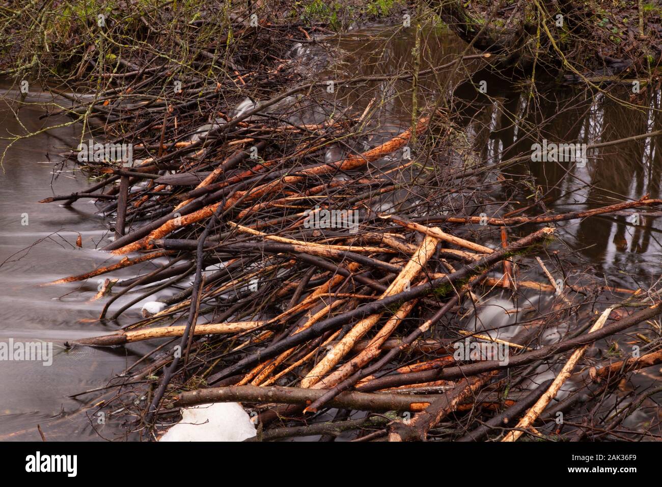 trees cut by beavers, intended for the construction of a beaver dam on ...