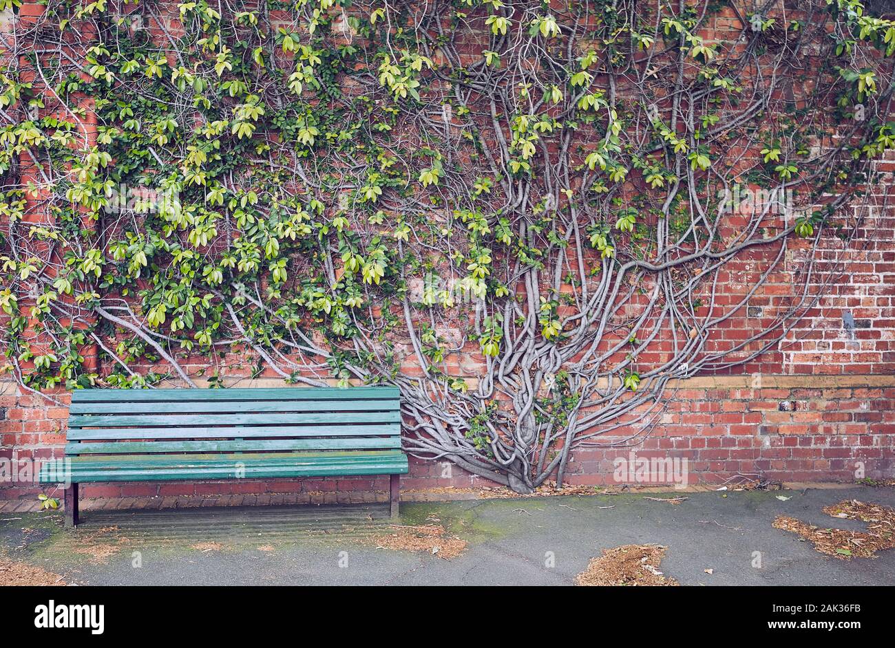 Inner city walls in Melbourne with Ivy creeping over the bricks Stock ...