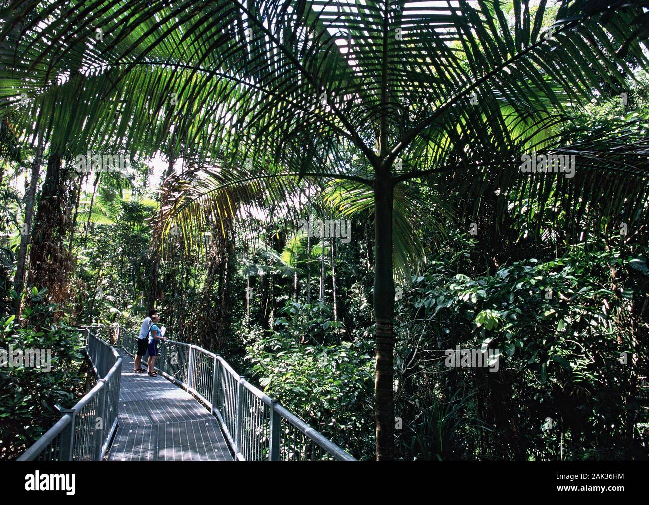 A boardwalk leads through the rainforest in the Daintree Rainforest ...