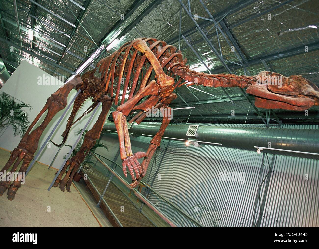 Muttaburrasaurus Skeleton