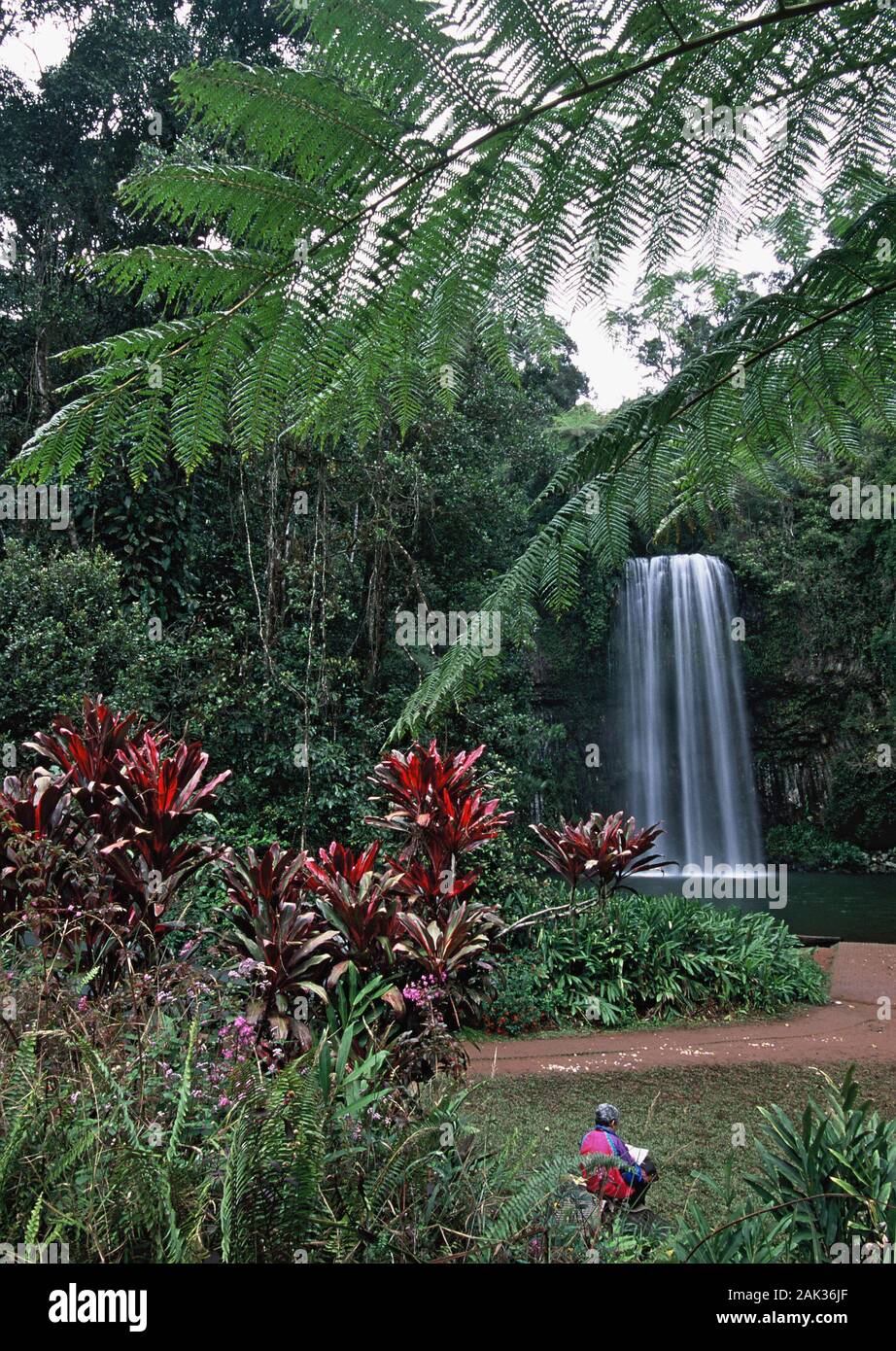 View of the Millaa Millaa Falls in the Atherton Tablelands in ...