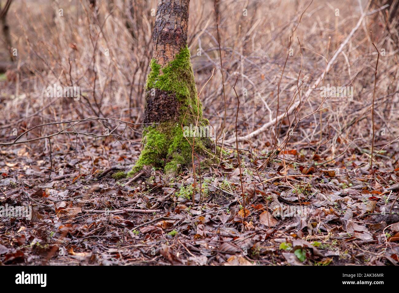 Tree overgrown moss forest hi-res stock photography and images - Alamy