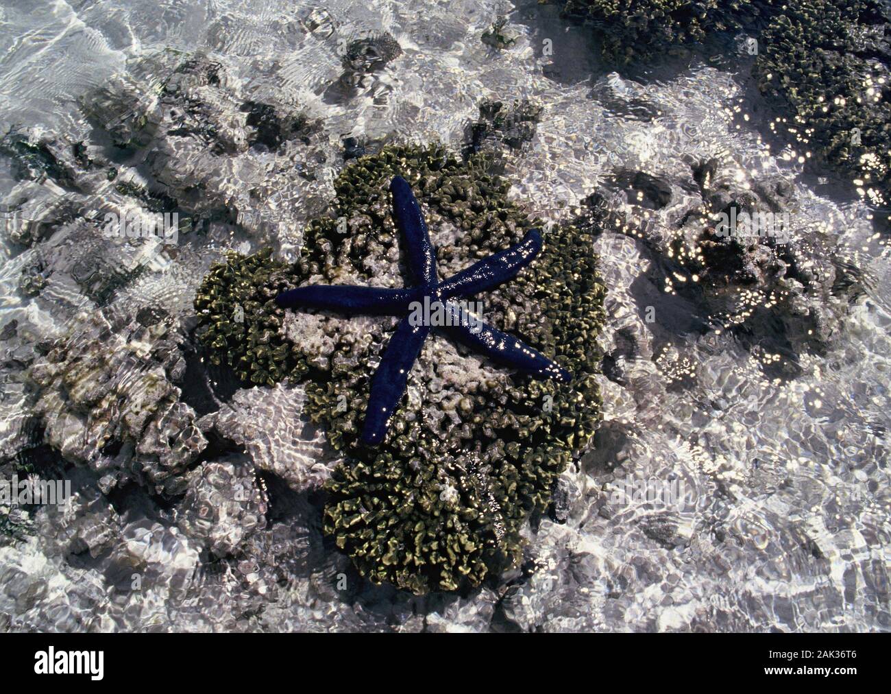 View of a starfish at the Great Barrier Reef in Queensland, Australia ...