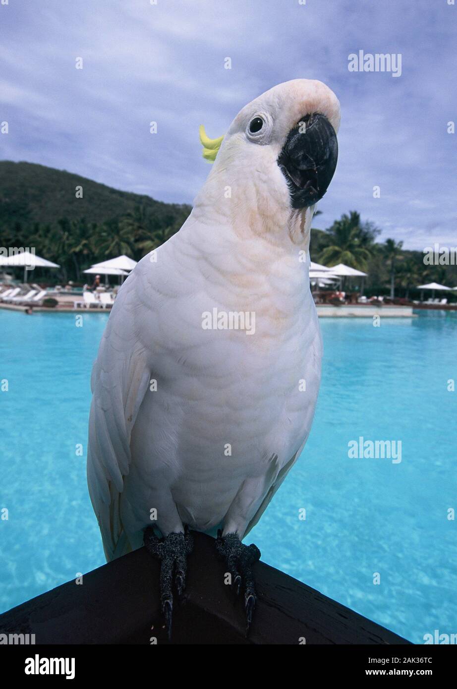 A tame cockatoo poses in front of a camera on Hayman Island in ...