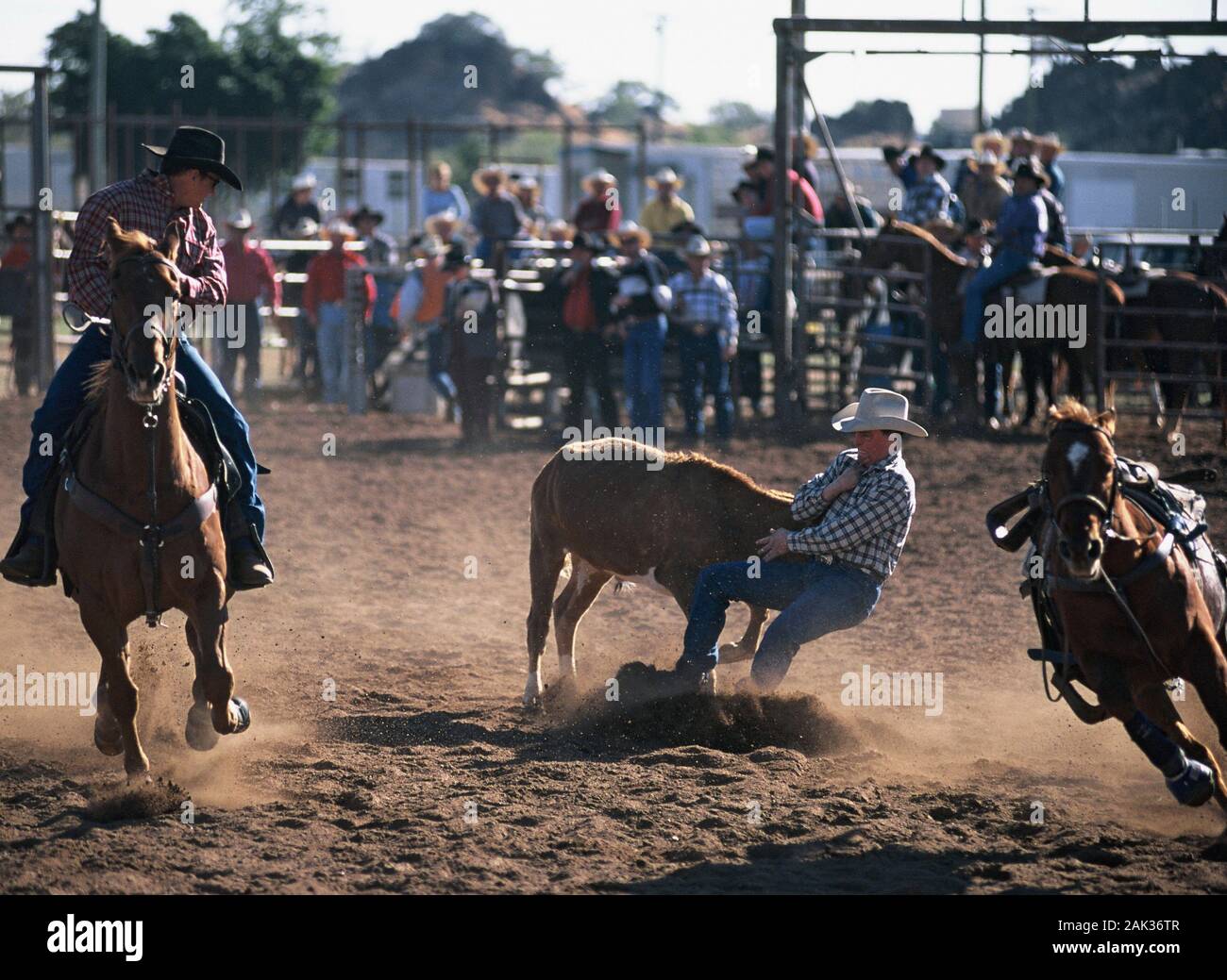 Rodeo riders in action at the Isa Rodeo Festival in Mount Isa in ...