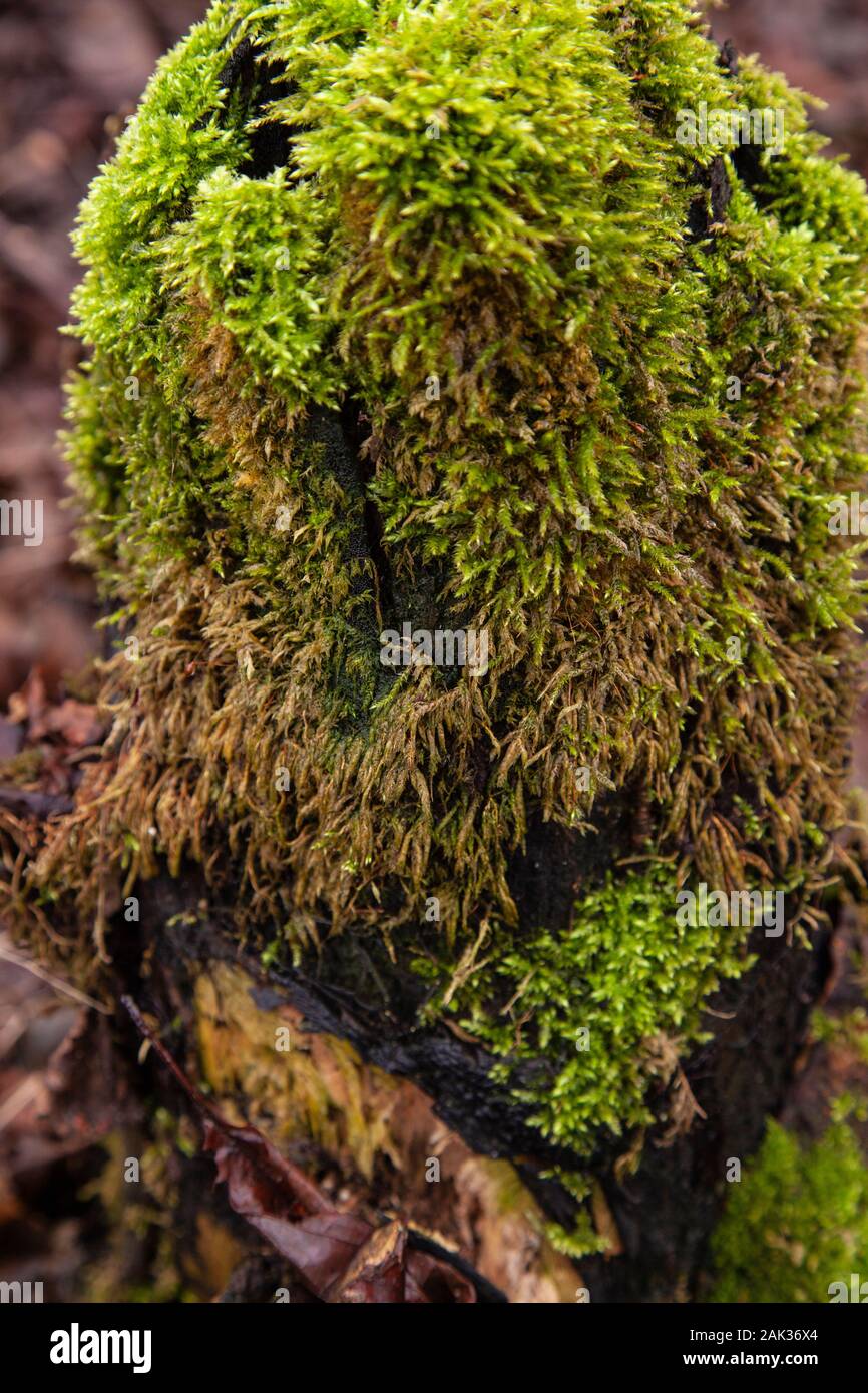 tree overgrown with green moss Stock Photo - Alamy