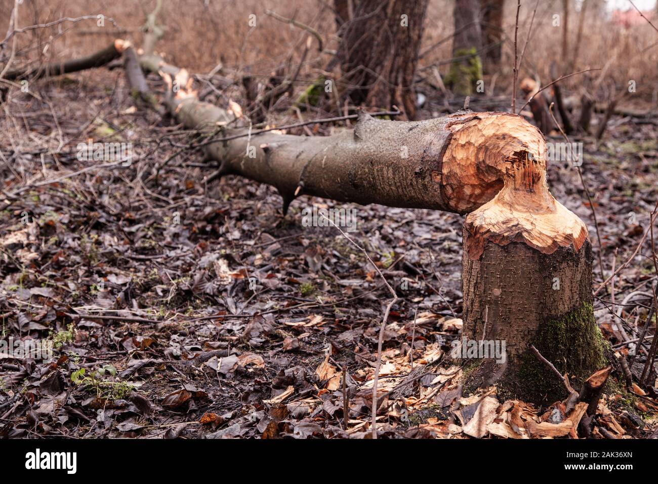 trees cut by beavers, teeth marks on trees Stock Photo - Alamy