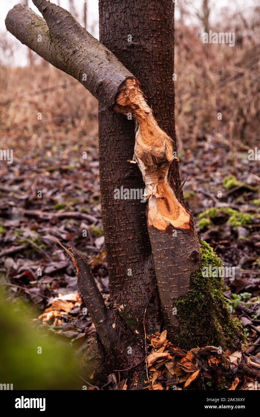 trees cut by beavers, teeth marks on trees Stock Photo - Alamy