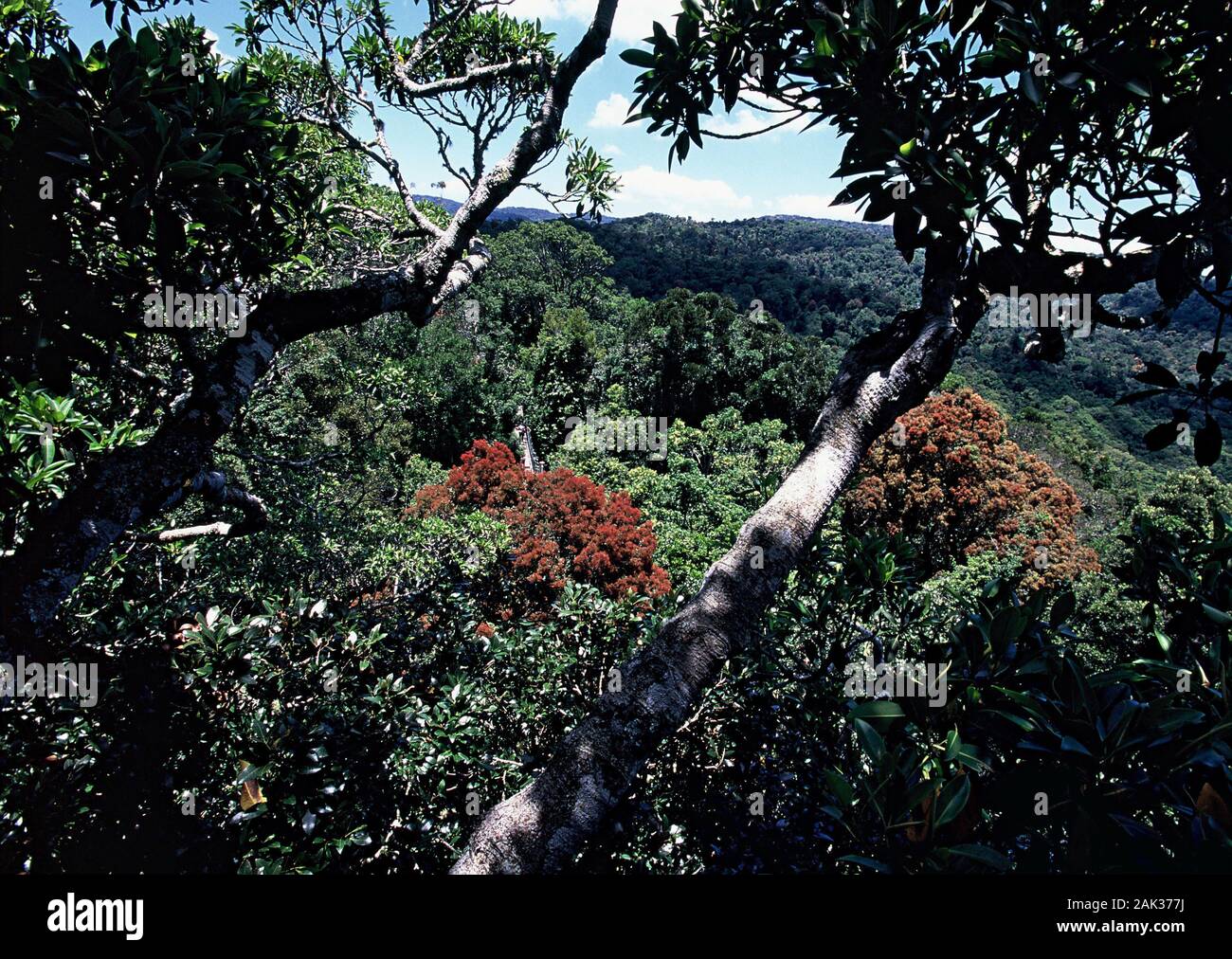 A leafy canopy covers the Lamington National Park nearby Springbrook in ...