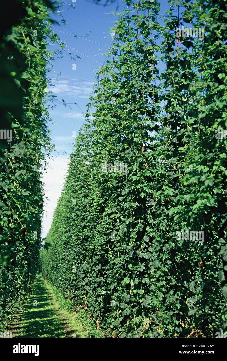 Up to eight meters the hop plants loom on the hop fields around ...