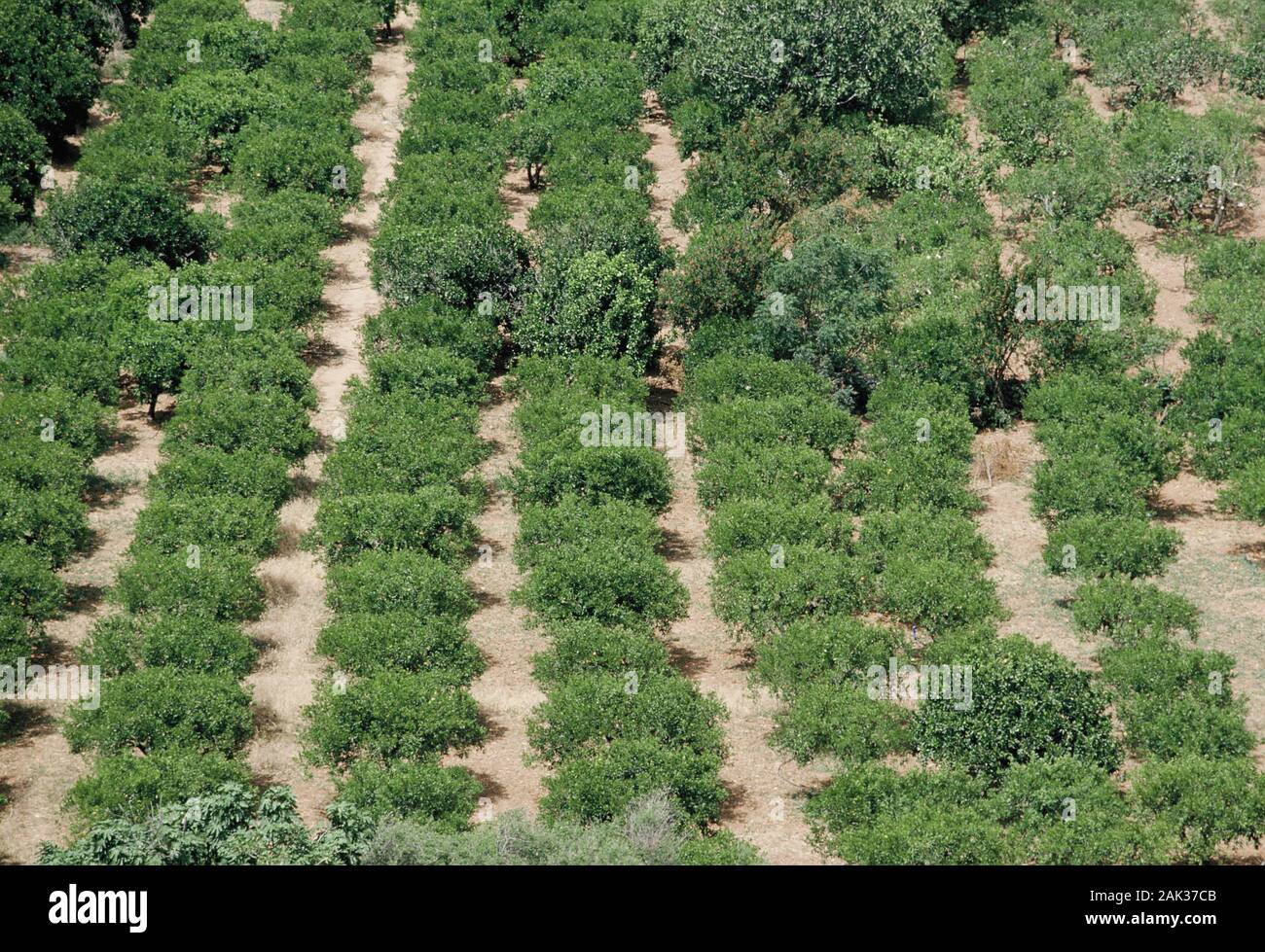 View of an orchard in the valley of Wathi on the island Kalimnos ...