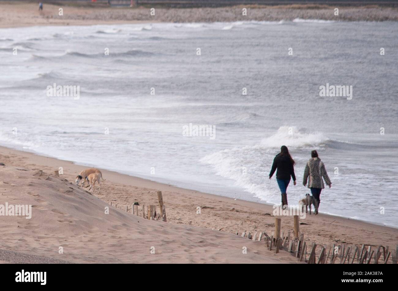 Dog walking on Sandhaven beach, South Shields Stock Photo - Alamy
