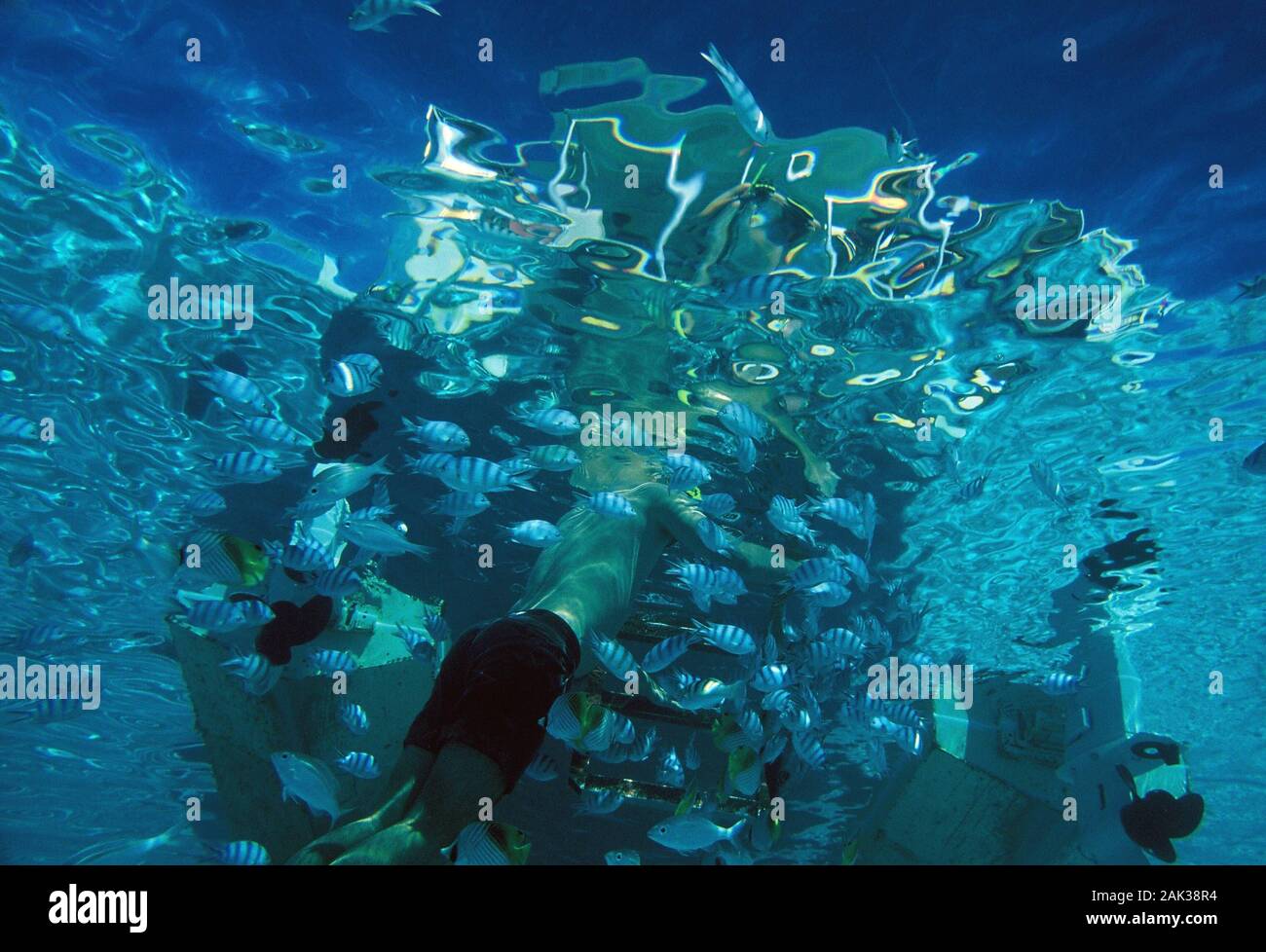 A shoal of tropical fishes surrounds a diver in the lagoon of the ...